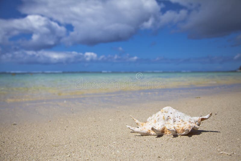 Shell stock photo. Image of beached, discovery, landscape - 29570760