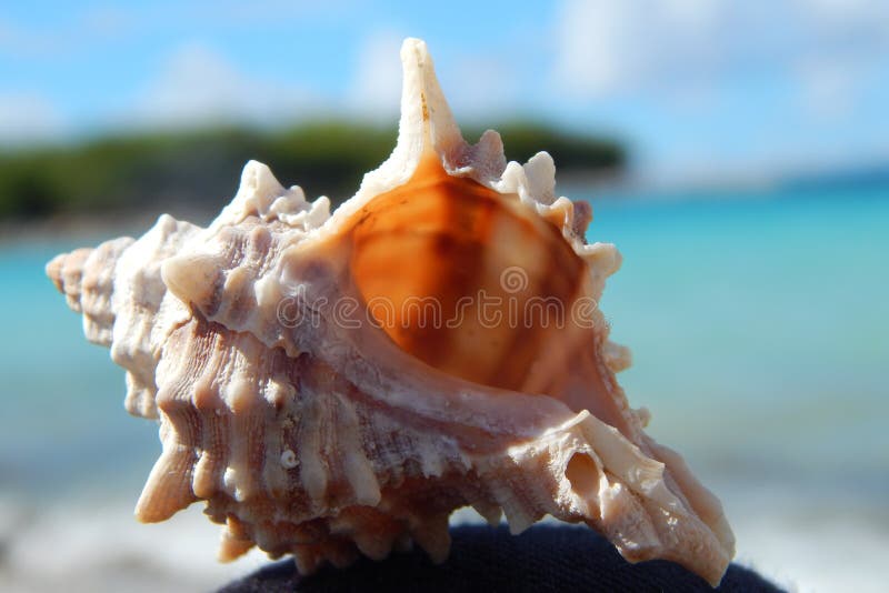 Seashell on the Beach (Murter, Croatia) Stock Photo - Image of dalmatia ...