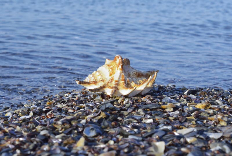 Seashell on the beach stock photo. Image of lagoon, marine - 43911178