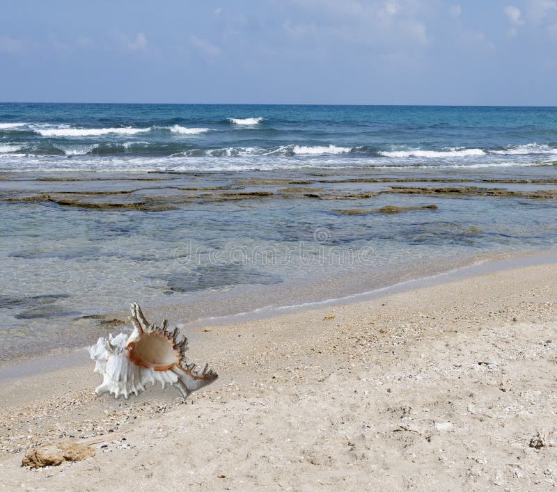 A Seashell on a Beach of Sea Stock Image - Image of seashell, animal ...