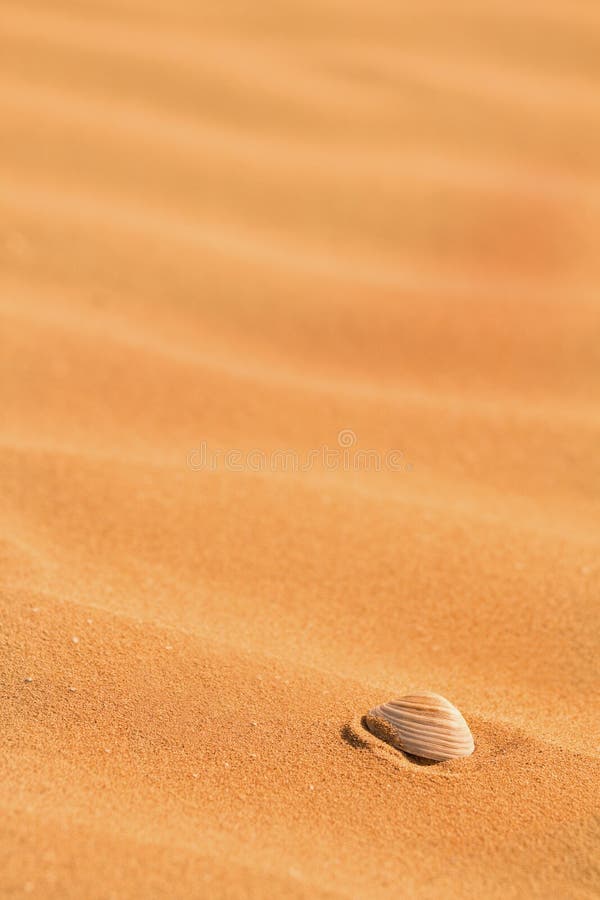 Seashell on beach sand stock image. Image of still, nature - 10499007