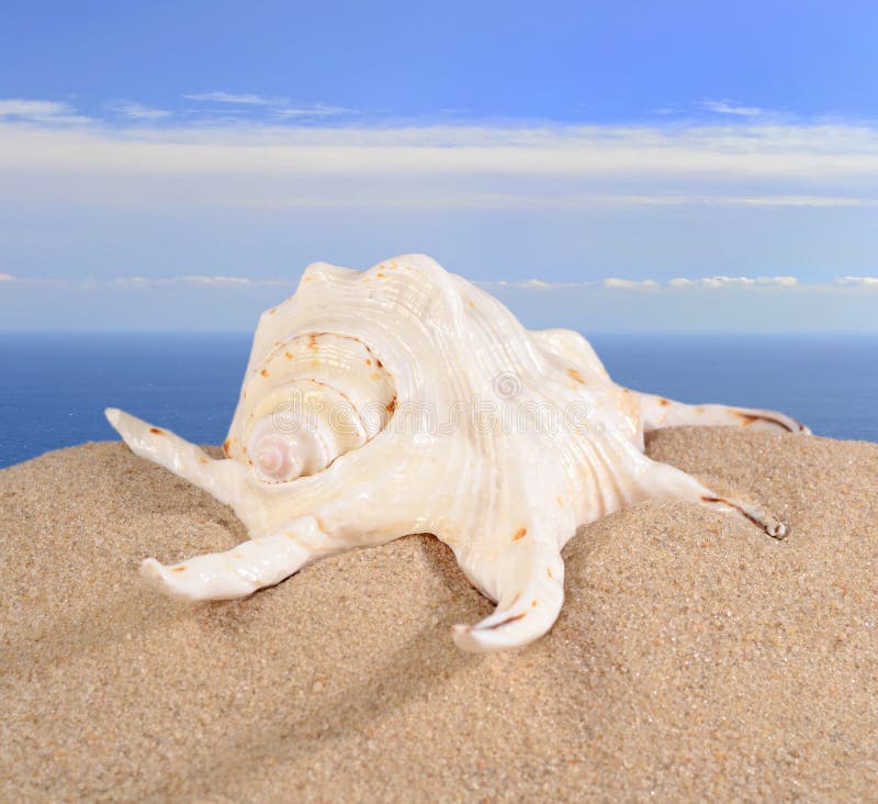 Seashell in beach sand stock photo. Image of seashell - 70011182