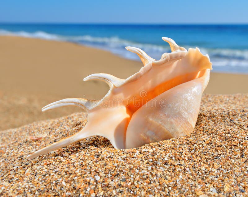 Seashell On A Beach In Fiji Stock Image - Image of tropics, pacific ...