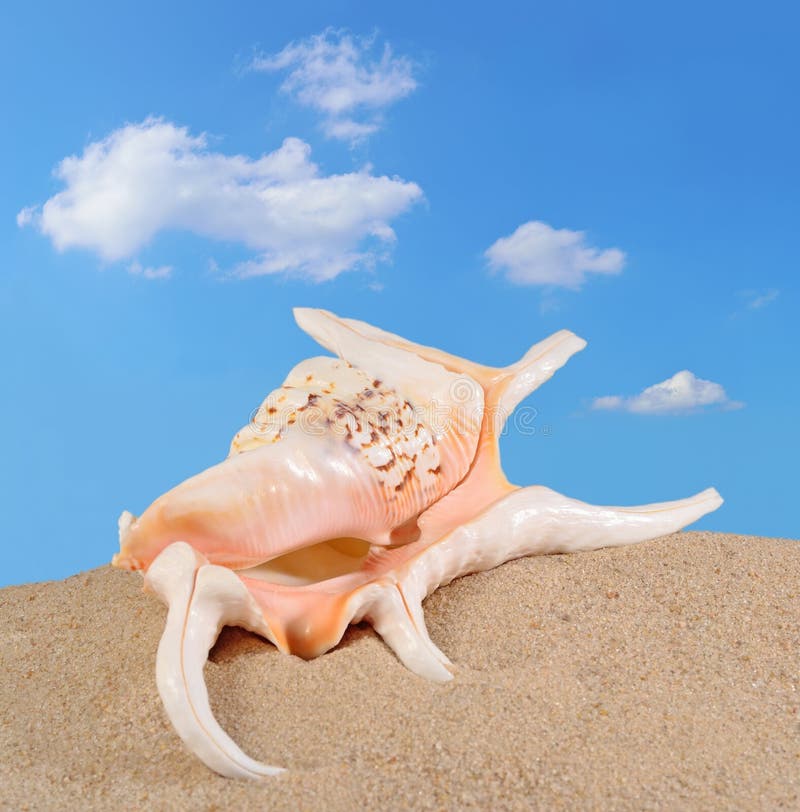 Seashell in beach sand stock image. Image of vacations - 70011145