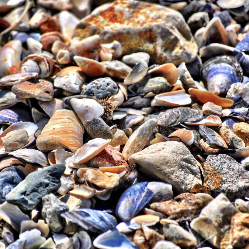 Seashell stock image. Image of sand, travel, rocks, seashell - 164464303