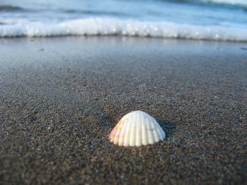 Seashell Beach Sand and Sea Waves. Stock Photo - Image of blue, exotic ...