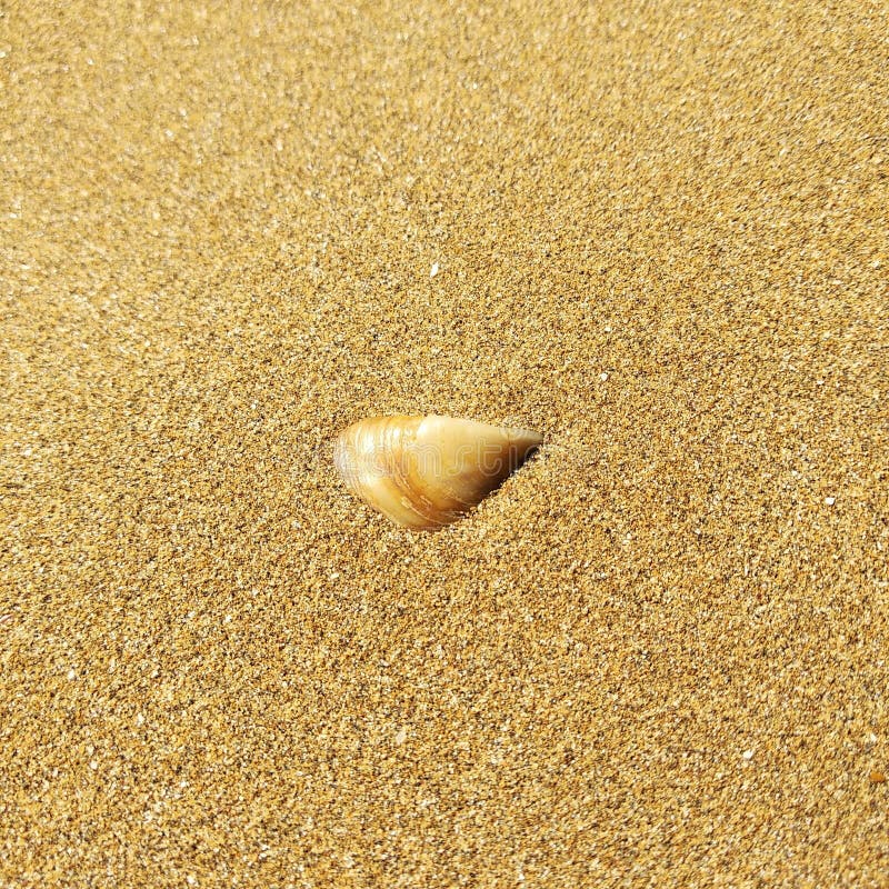 Seashell on the beach sand stock image. Image of dunes - 215054387
