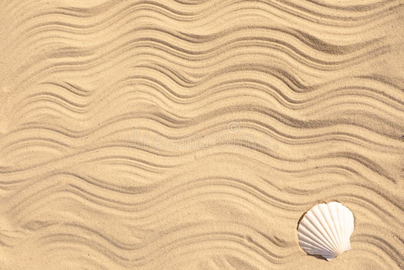 Seashell on Beach Sand with Wave Pattern, Top . Space for Text Stock ...