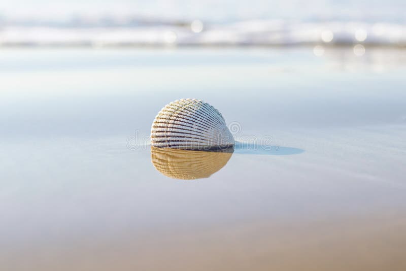 Seashell on the Beach. Seascape Background of Empty Sand Beach ...
