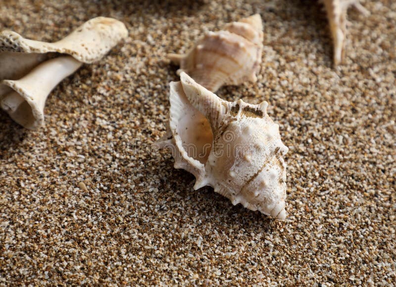 Seashell on the Beach. Seashell Closeup. Seashell Texture Background ...
