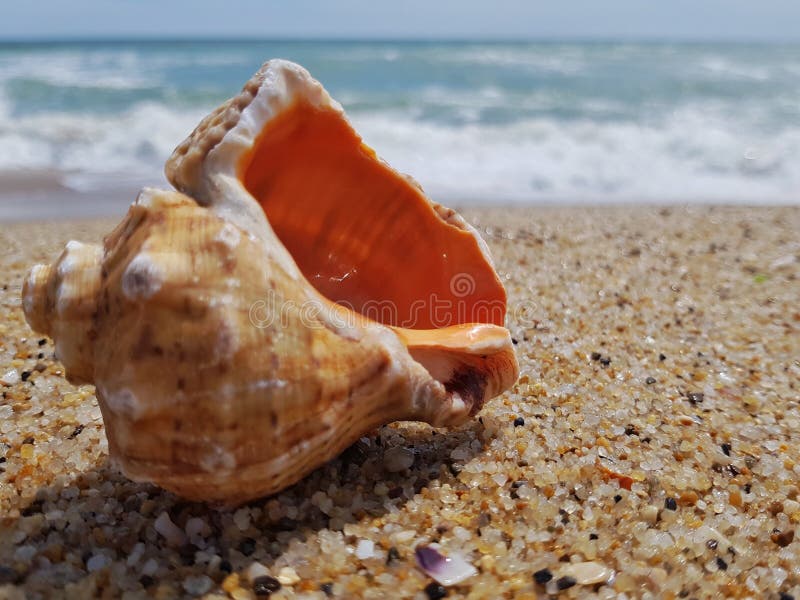 Seashell on the beach stock photo. Image of souvenir - 118052622