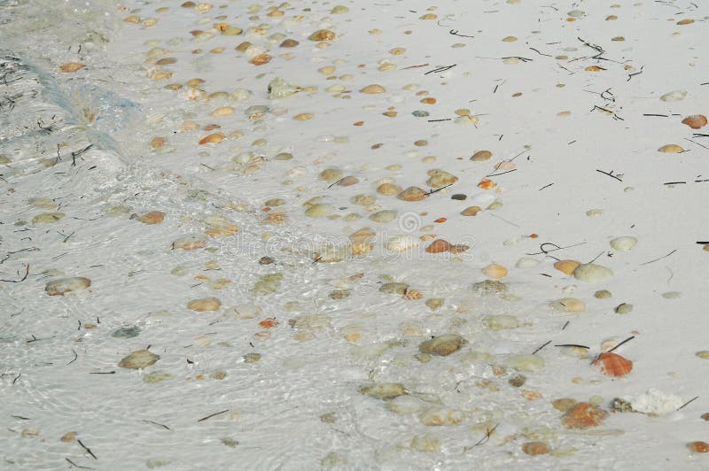 Seashell on the beach stock photo. Image of shell, blue - 51372330