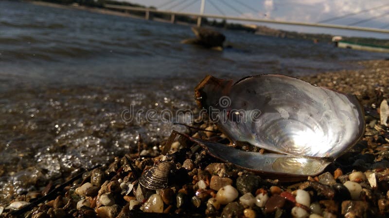 Seashell on the beach stock image. Image of seashell - 125474765