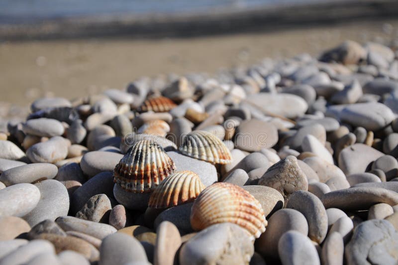 Seashell on the beach stock photo. Image of coast, sunny - 82942034