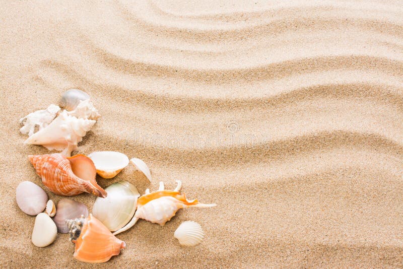 Seashell on the Beach. Summer Background with Hot Sand Stock Image ...