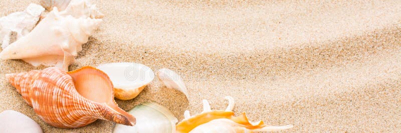 Seashell on the Beach. Summer Background Stock Photo - Image of leisure ...