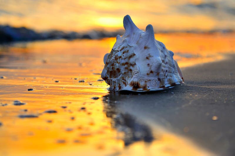 Seashell on the Beach at Sunset Stock Photo - Image of heavenly, orange ...