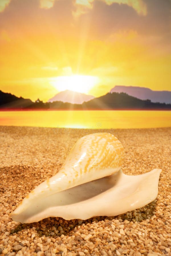 Sunset Seashell on the Beach Stock Photo - Image of caribbean ...
