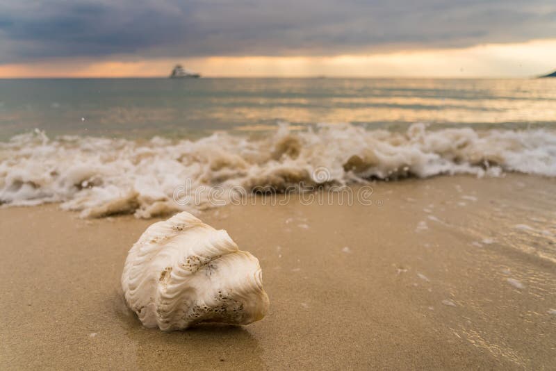 Seashell on the Beach at Sunset Time Stock Image - Image of exotic ...