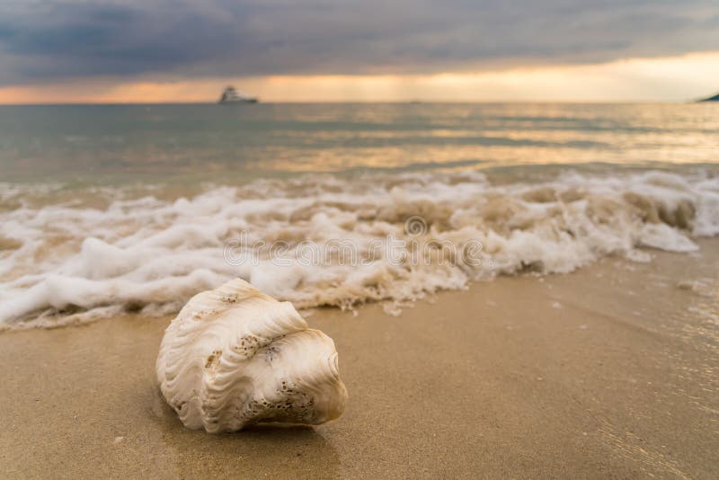 Seashell on the Beach at Sunset Time Stock Photo - Image of seashore ...