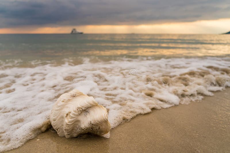 Seashell on the Beach at Sunset Time Stock Image - Image of ocean ...