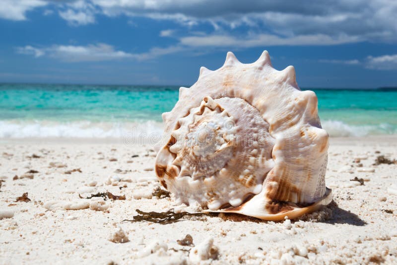 Seashell on caribbean sea stock image. Image of nautical - 17507243