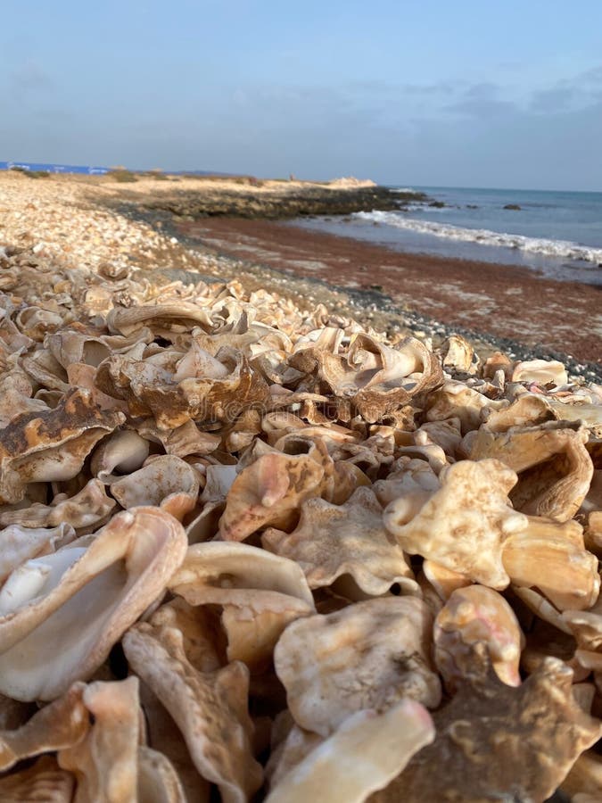 Seashell beach view stock image. Image of food, beach - 342978353