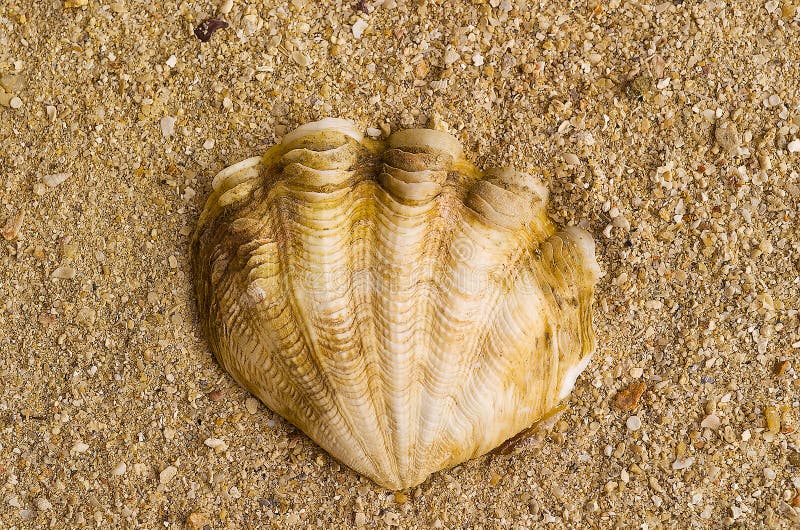 Seashell on beach stock image. Image of seashell, coast - 65741555