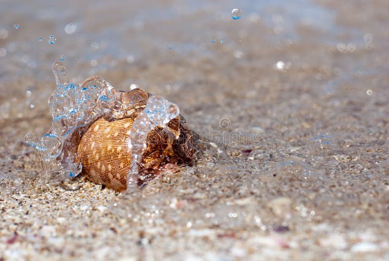 Seashell on Beach in Water Splashes Stock Photo - Image of aquatic ...