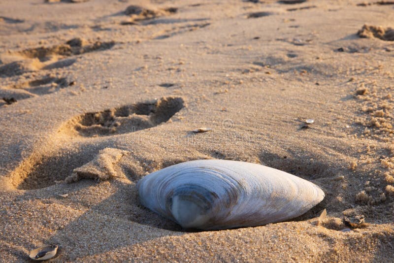 Seashell Beach Waves Sand Footprints Landscape Scenery Afternoon Stock ...