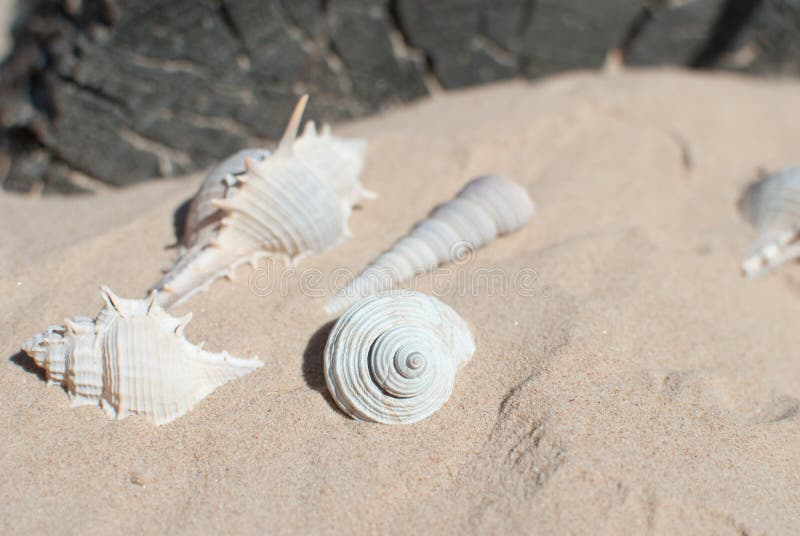 Seashell stock image. Image of colors, holiday, coast - 30995077