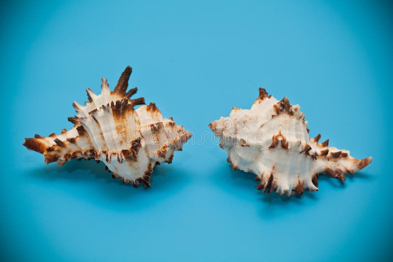 Seashell Beige with Brown Spots and Spikes Stock Image - Image of teeth ...