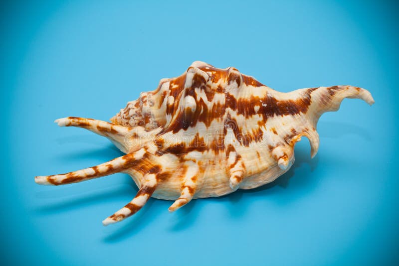 Seashell Beige With Brown Spots And Spikes Stock Photo - Image of beach ...