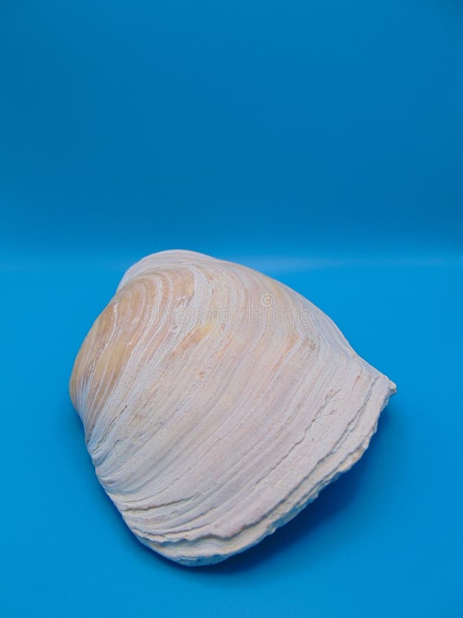 Seashell Beige and White Seashell with Blue Background Image Stock ...