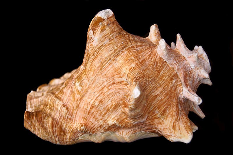 Seashell stock photo. Image of cracked, scratches, shabby - 39806760