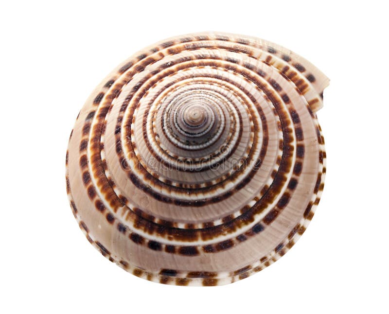 Seashell. stock photo. Image of cockleshell, unique, beauty - 34011310