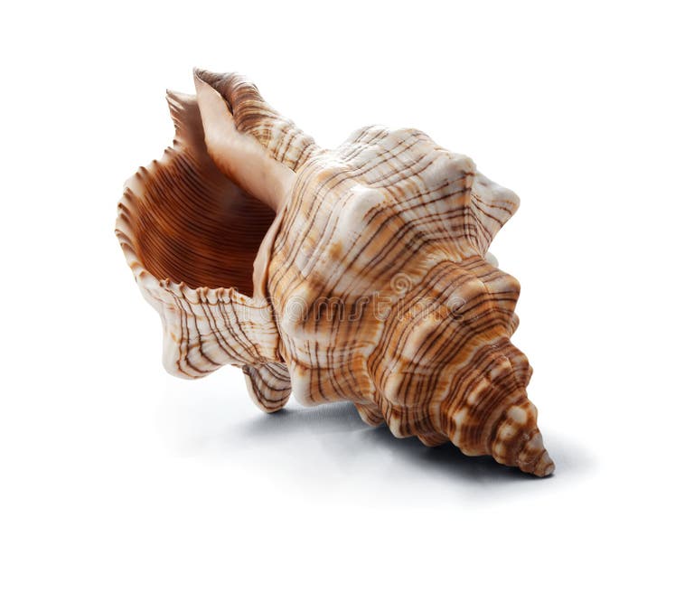 Seashell. stock photo. Image of detail, spiked, studio - 33998502