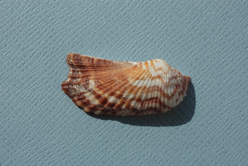 Seashell of Bivalve Mollusc Ark Shell, Arca Pacifica, on a Blue ...