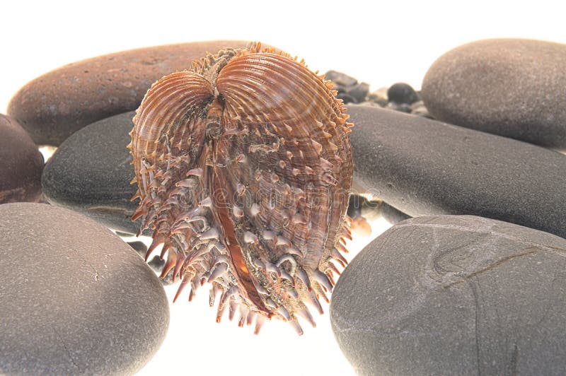 Seashell of Bivalve Mollusc Egg Cockle, Laevicardium Serratum, Undersea ...