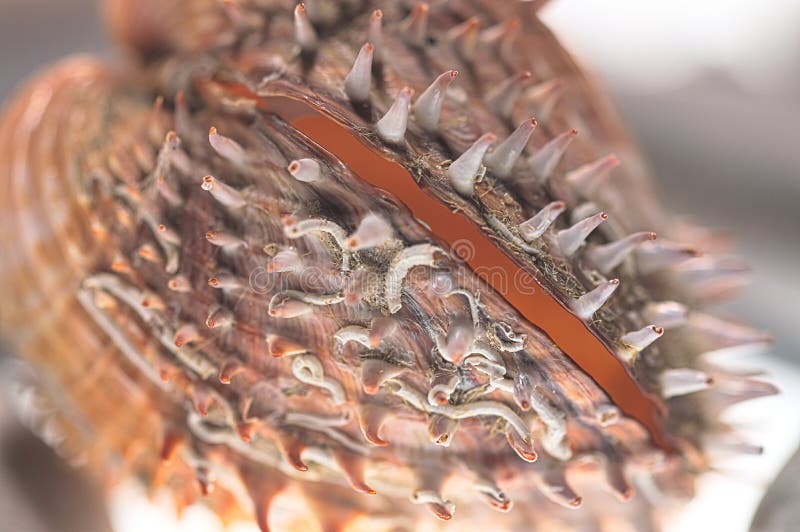 Seashell,bivalve, Stones,quills Stock Image - Image of pretty ...