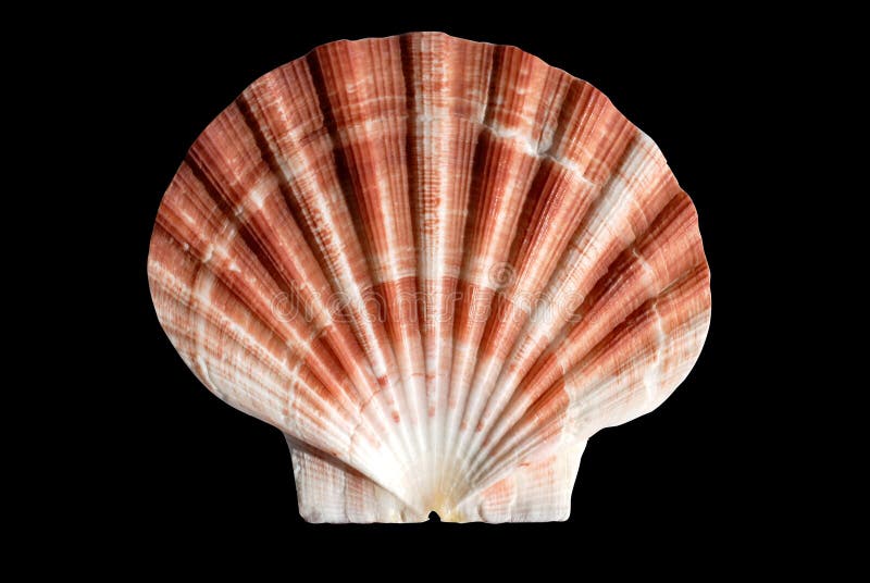 Seashell on Black stock image. Image of isolated, nature - 8682379