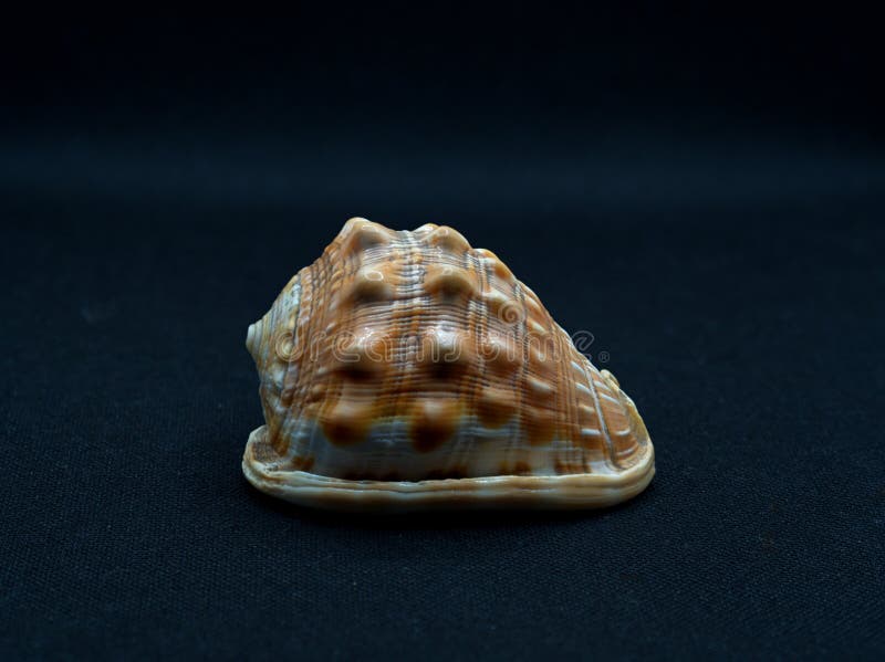 Seashell on black stock image. Image of carving, invertebrate - 269349605