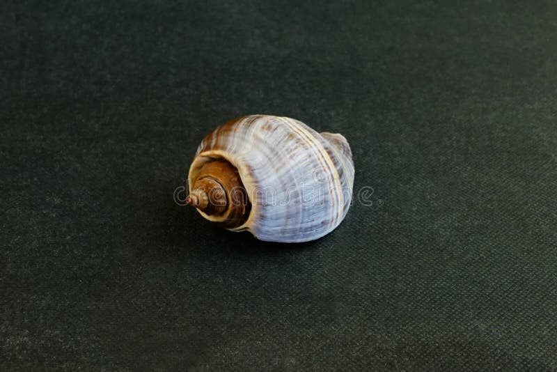 Melongena Shell Stock Photos - Free & Royalty-Free Stock Photos from ...