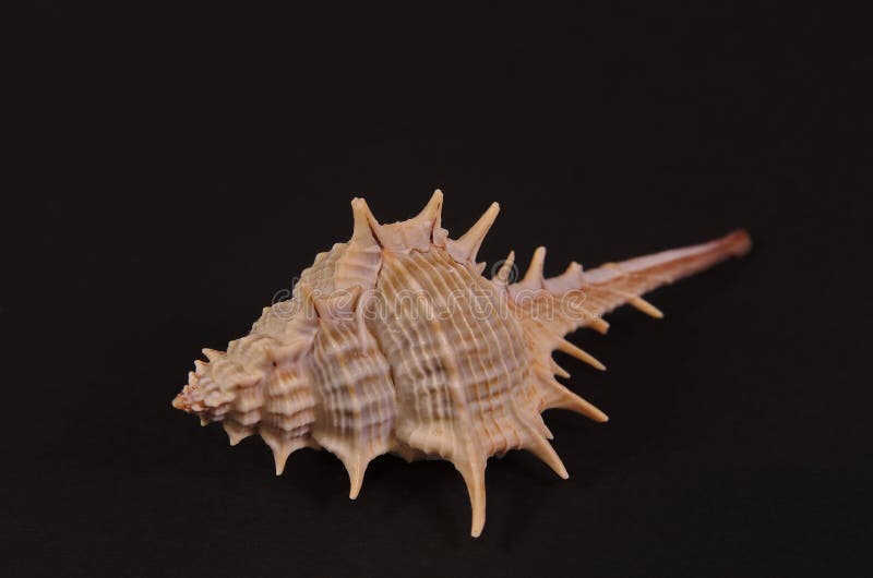 Seashell stock image. Image of aquatic, swirl, shell - 52017677