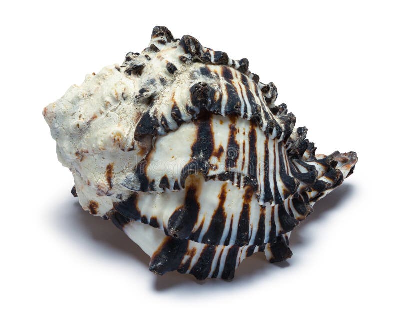 Seashell stock photo. Image of white, seashell, shell - 333511236