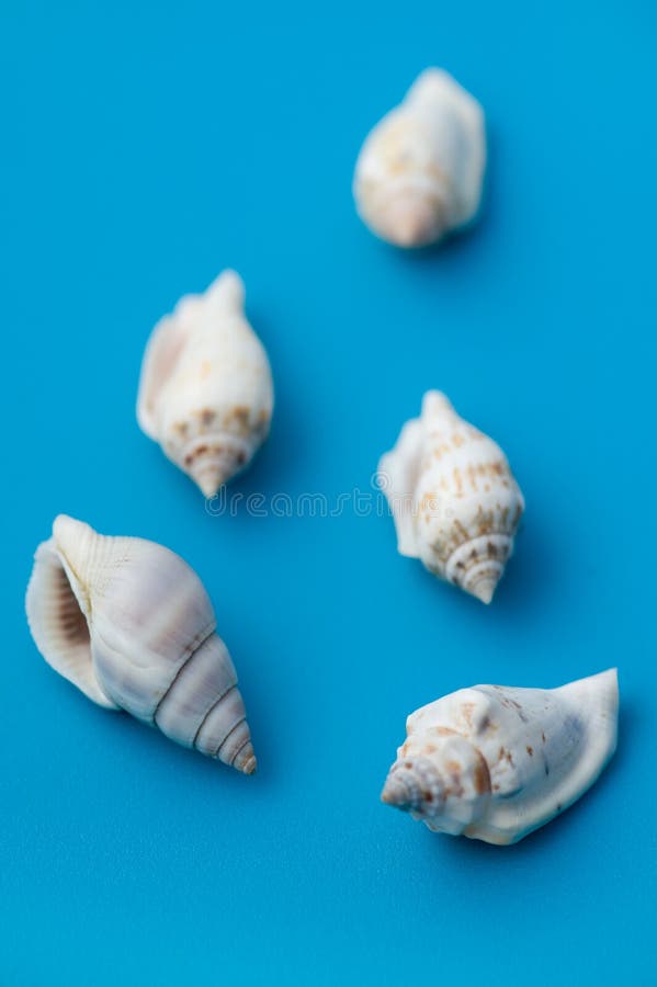 Seashell on blue stock image. Image of marine, fish, organic - 18379339