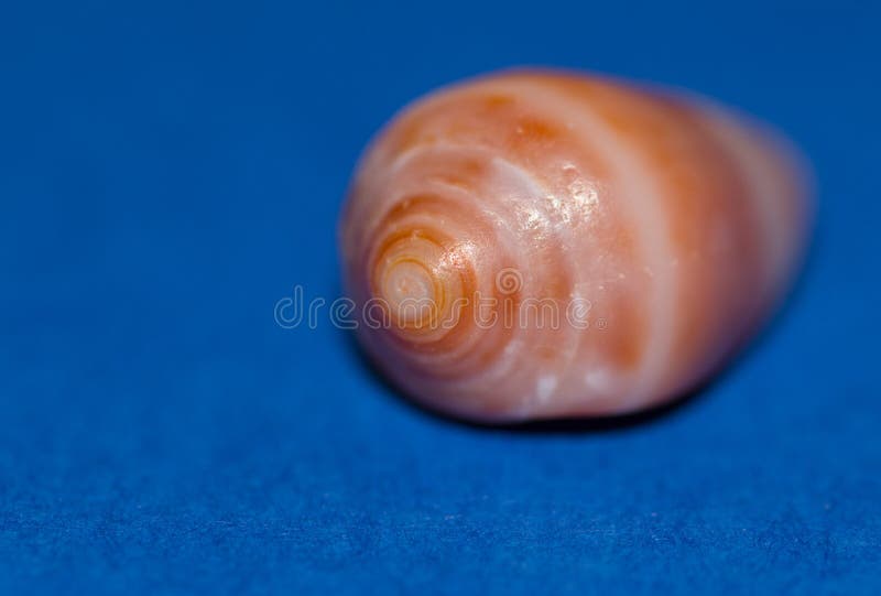 Seashell on Blue Background Stock Photo - Image of shellfish, conch ...