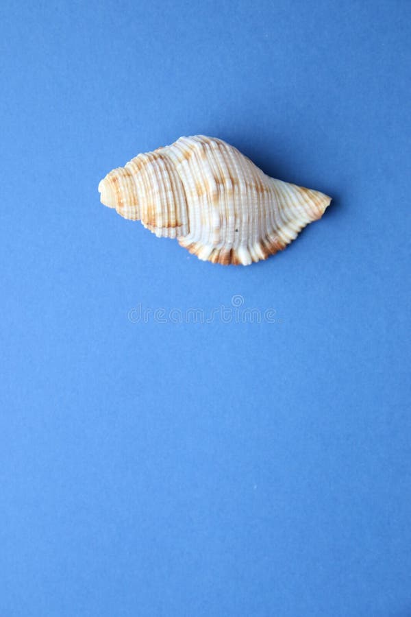 Summer Concept. Seashell on a Blue Background Stock Image - Image of ...