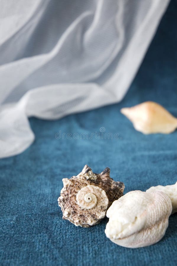 Seashell on Blue Fabric Background Stock Photo - Image of texture ...