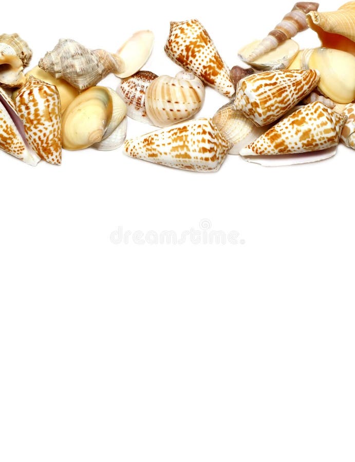 140+ Seashell border Free Stock Photos - StockFreeImages